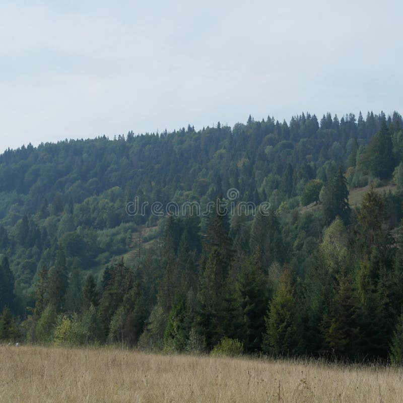 Alpine Herbs in the Meadows of the Carpathians Stock Image - Image of ...