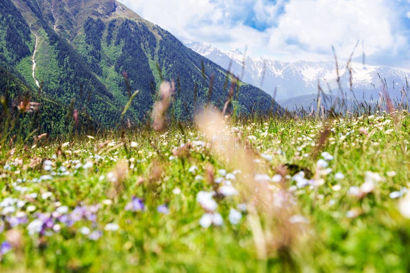 Alpine Herbs Under the Mountain Stock Image - Image of picturesque ...