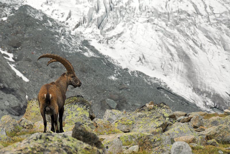 Nubian ibex 3 stock photo. Image of portrait, hoof, savannah - 2637948