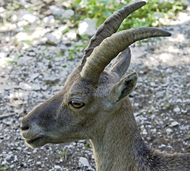 429 Ibex Hoof Stock Photos - Free & Royalty-Free Stock Photos from ...