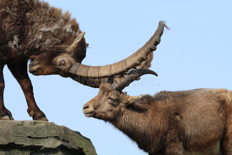 Alpine ibex stock image. Image of mountain, young, horn - 99078087