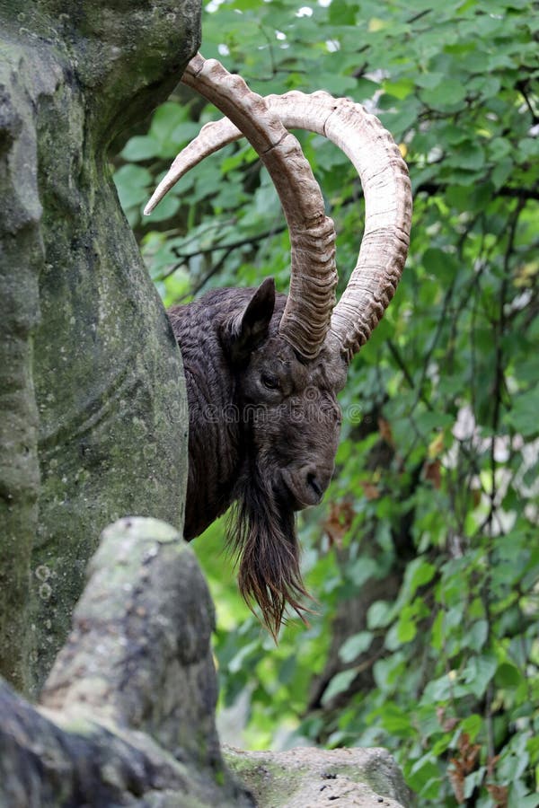 Alpine ibex stock image. Image of wild, beautiful, national - 111810835