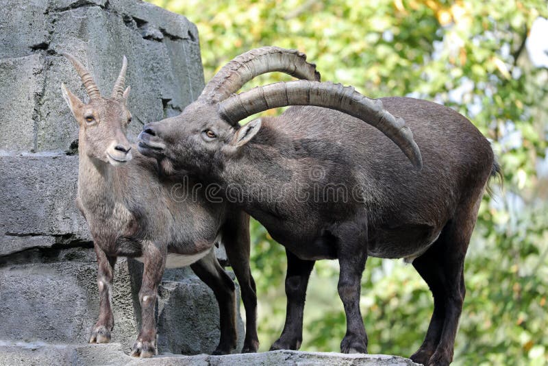 Alpine Ibex Mother with Newborn Stock Photo - Image of mother, goat ...