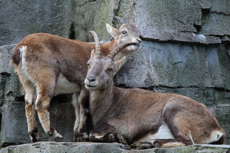 Ibex Mother and Kid stock image. Image of east, mother, baby - 89013