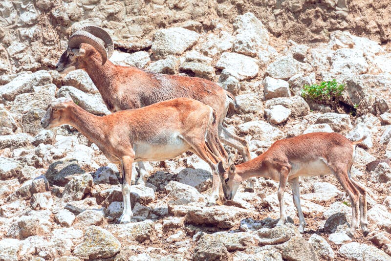 Alpine ibex animals stock photo. Image of fawn, conservation - 252526828