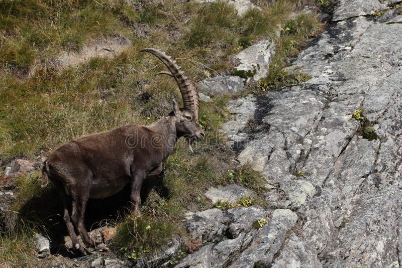 Alpine Ibex (Capra Ibex Ibex) Aosta Valley Alps, Italy Stock Image ...