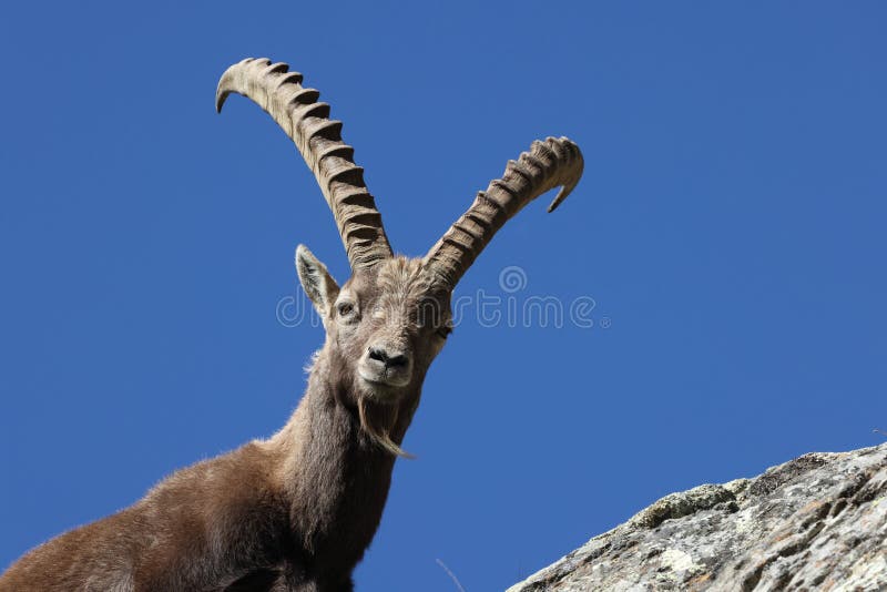 Alpine Ibex (Capra Ibex Ibex) Aosta Valley Alps, Italy Stock Photo ...
