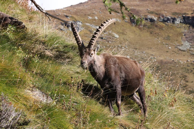 Alpine Ibex (Capra Ibex Ibex) Aosta Valley Alps, Italy Stock Image ...