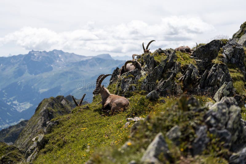 Alpine Ibex & X28;Capra Ibex& X29; Goats Resting on a Mountain during ...