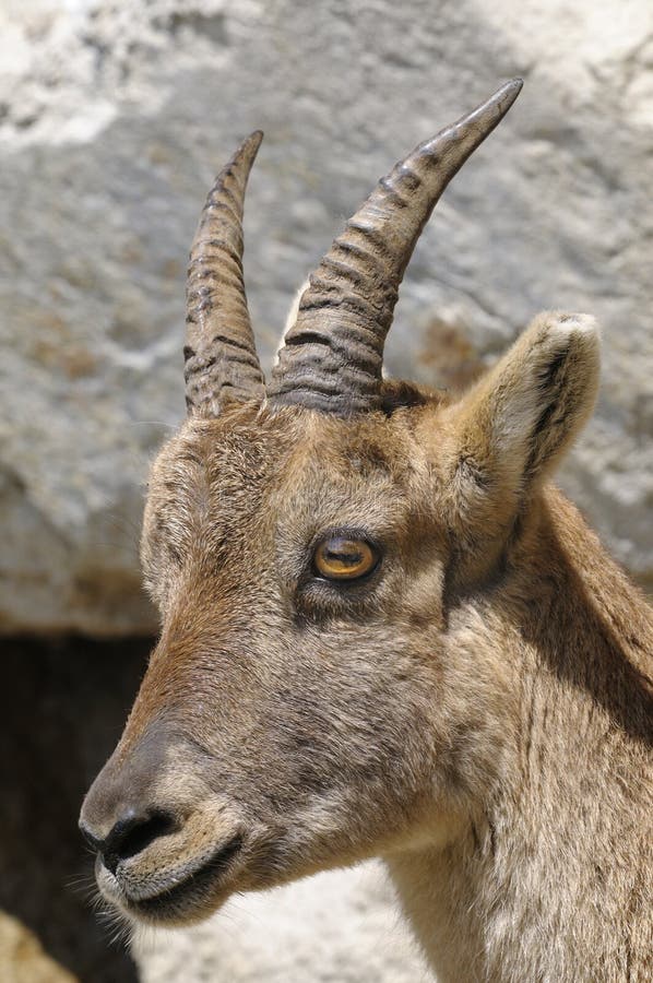 Alpine ibex, capra Ibex stock photo. Image of capricorn - 13614110
