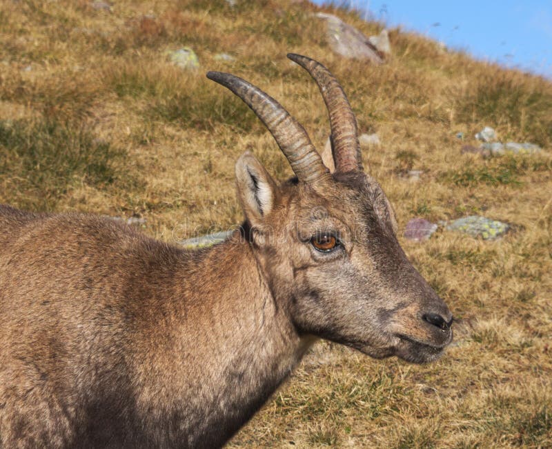 Alpine ibex (Capra ibex) stock photo. Image of genus - 47160778