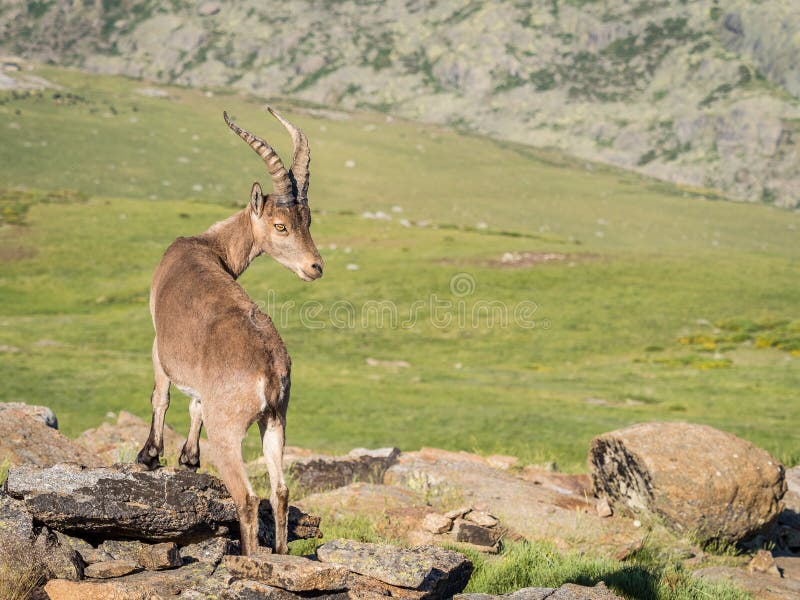 Alpine Ibex (Capra Pyrenaica) on the Summit of the Mountain Stock Photo ...