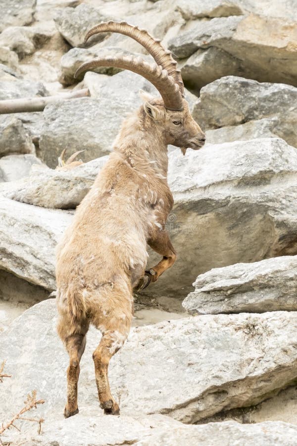 Alpine Ibex Male Walking on the Summit of the Mountain Stock Image ...