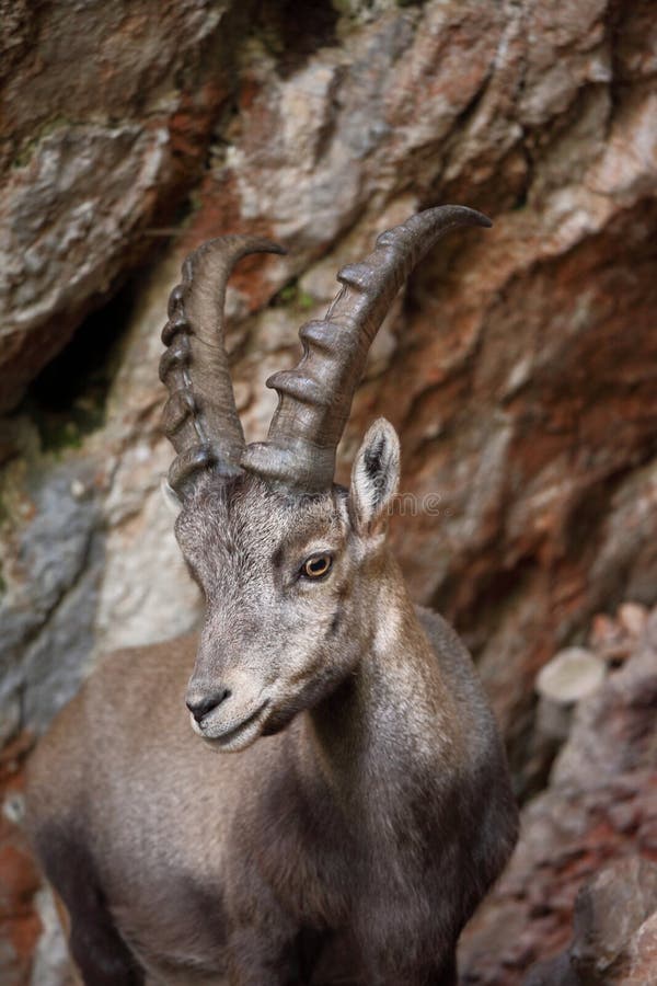 Alpine Ibex stock image. Image of nature, ibex, wild - 41161221