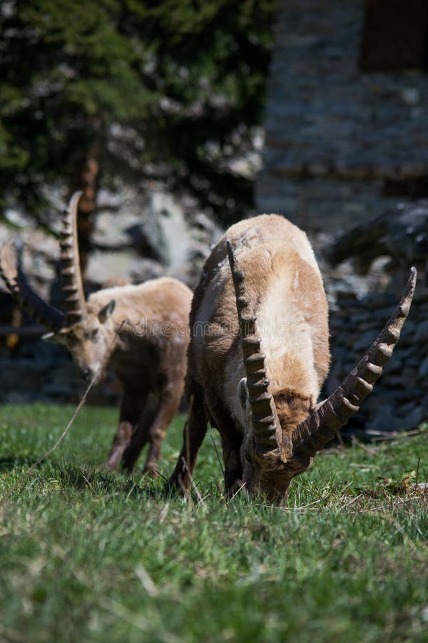 Alpine Ibex stock image. Image of climb, face, alpine - 94796851