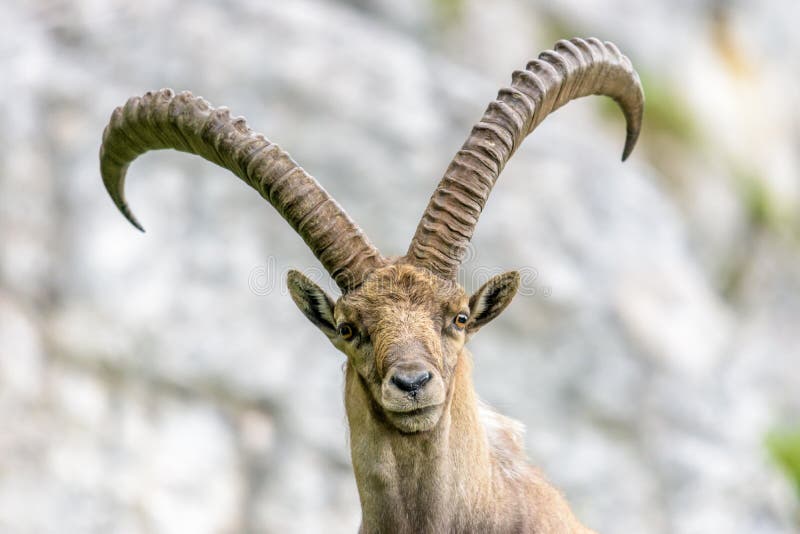 Alpine Ibex stock photo. Image of green, trunk, ibex - 16659980