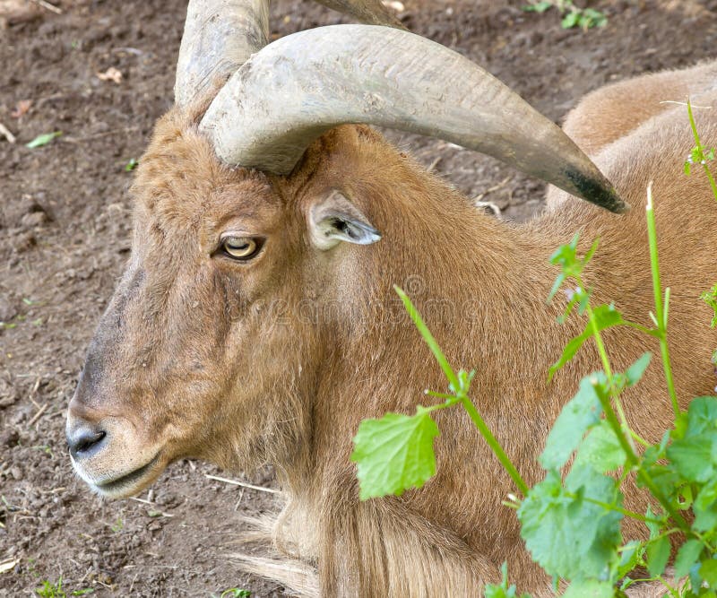 Alpine ibex goat stock photo. Image of ibex, landscape - 44556244