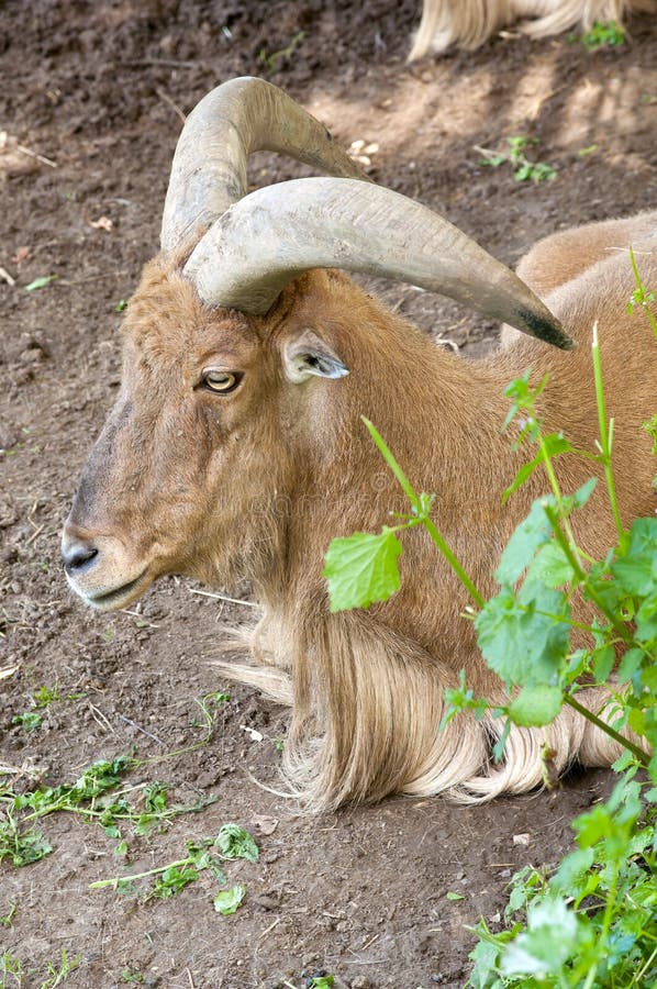 Alpine ibex goat stock photo. Image of ibex, landscape - 44556244