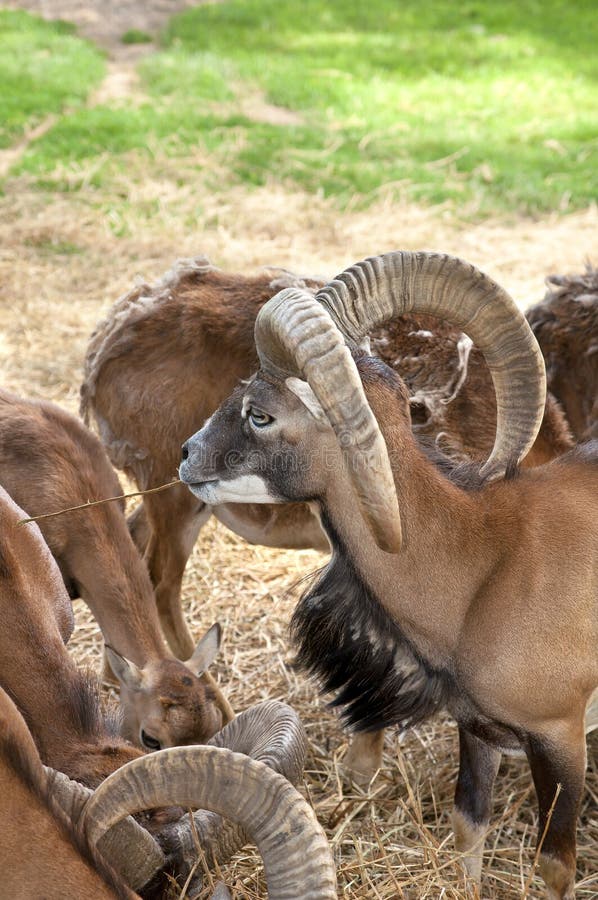 Ibex Goats stock image. Image of highland, hooved, curved - 20857763