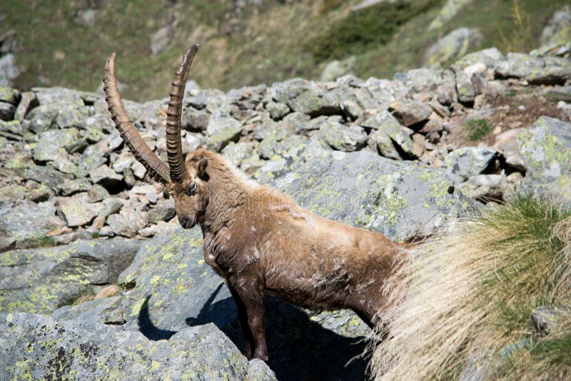 Alpine Ibex stock photo. Image of strong, male, altitude - 94812578