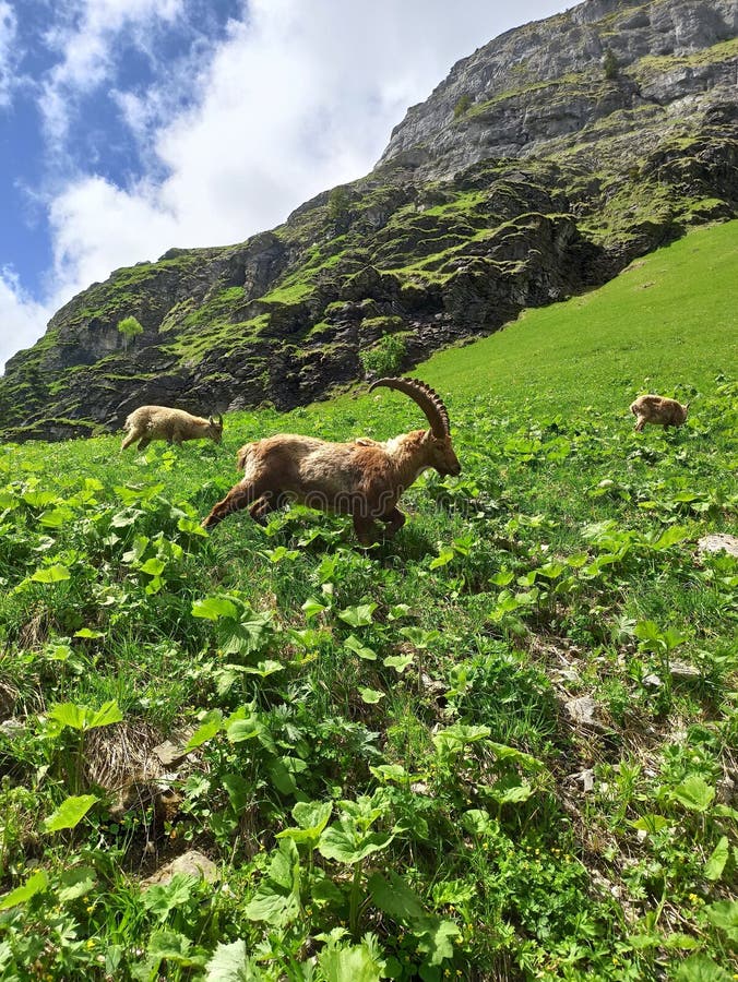 Alpine Ibex, Happy in the Meadows in Spring in French Alps in Haute ...