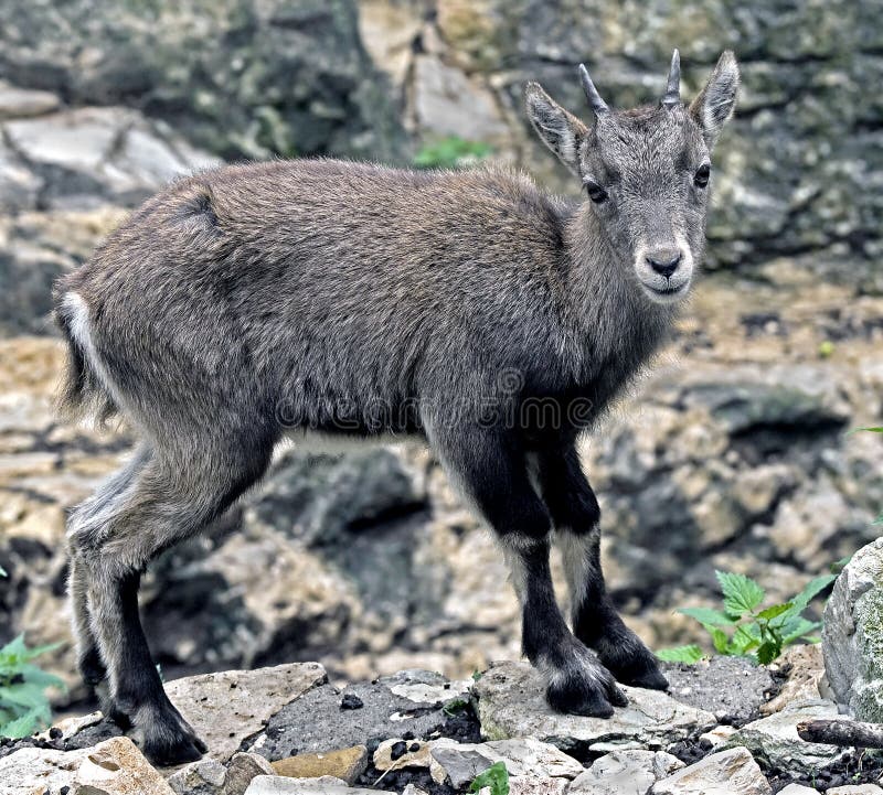 Alpine ibex kid 2 stock photo. Image of horn, zoology - 35263498