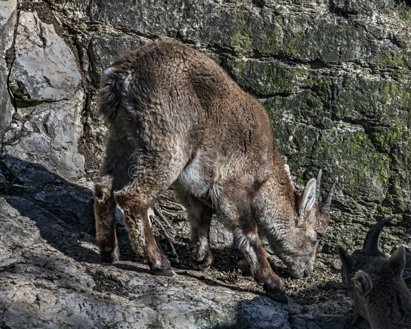 Alpine Ibex Kid on the Rock Stock Image - Image of ruminant, wildlife ...