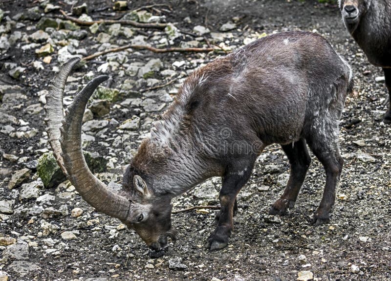 429 Ibex Hoof Stock Photos - Free & Royalty-Free Stock Photos from ...