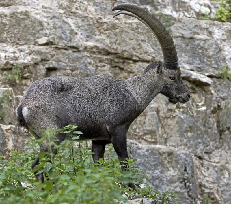 414 Ibex Hoof Stock Photos - Free & Royalty-Free Stock Photos from ...