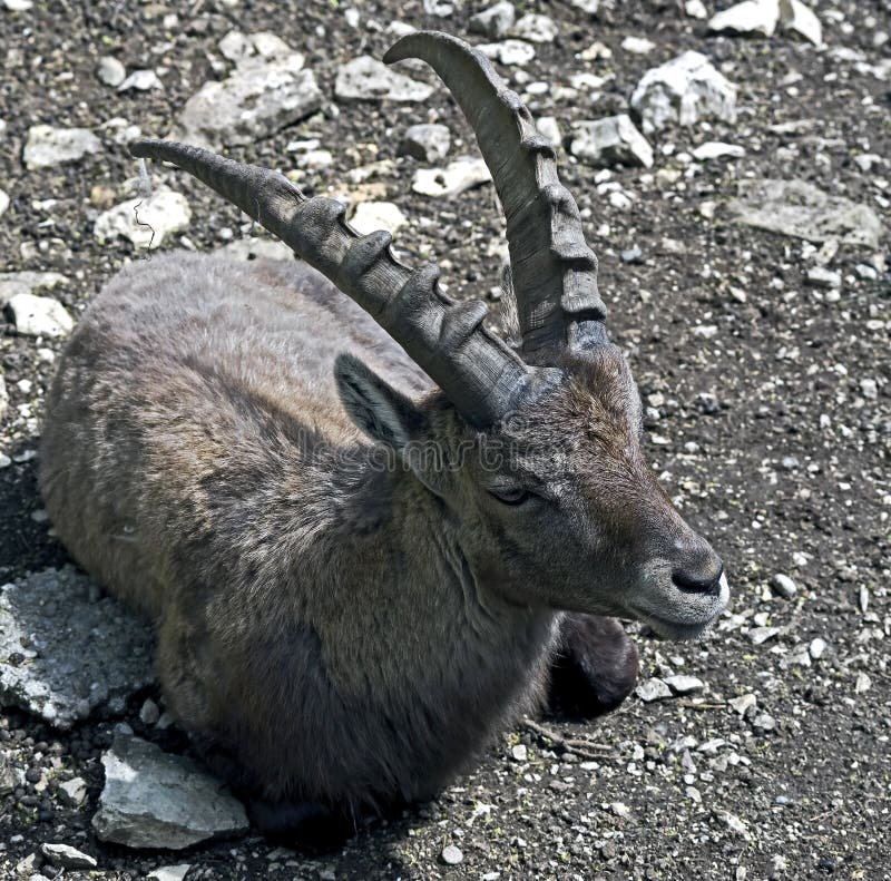 414 Ibex Hoof Stock Photos - Free & Royalty-Free Stock Photos from ...