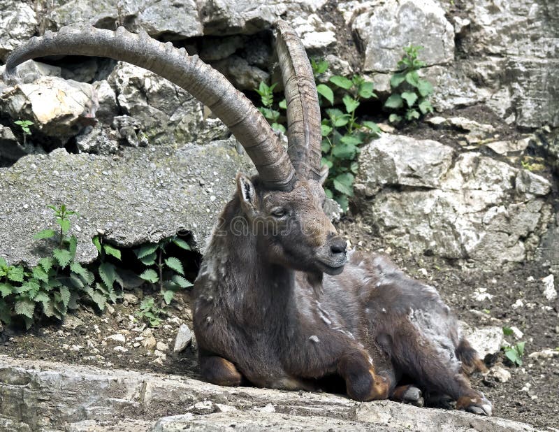 Alpine ibex 12 stock photo. Image of highland, environment - 46302908