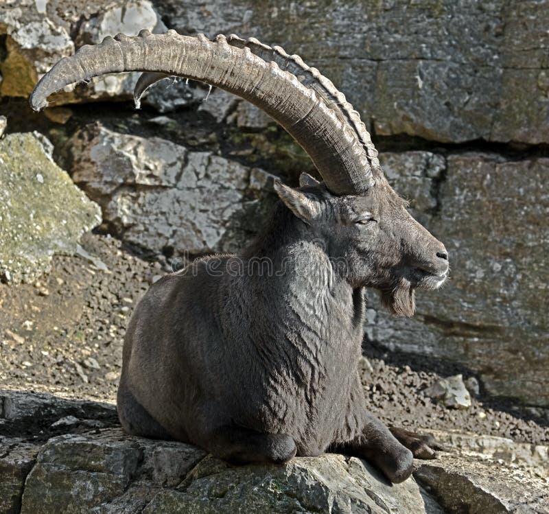 429 Ibex Hoof Stock Photos - Free & Royalty-Free Stock Photos from ...