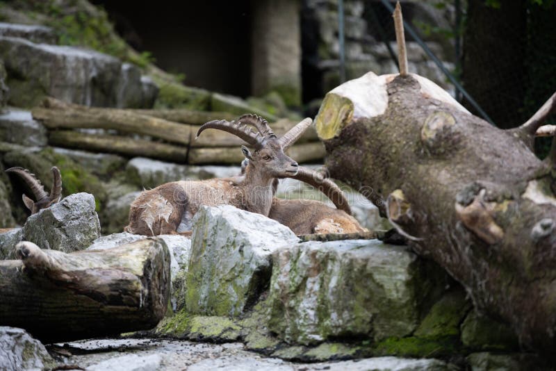 Alpine Ibex Laying on a Rocky Surface in the Zoo Stock Photo - Image of ...