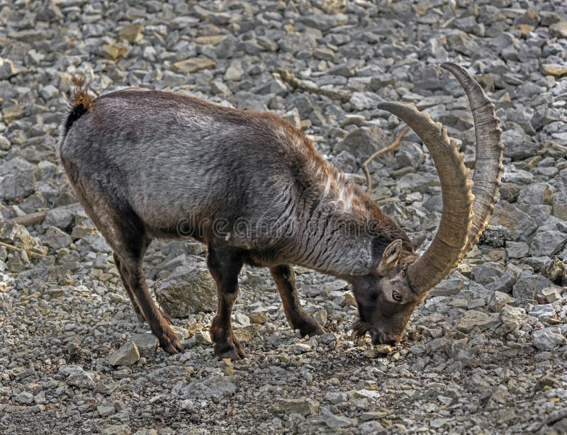 Alpine ibex male 2 stock photo. Image of ecology, hoof - 88919520