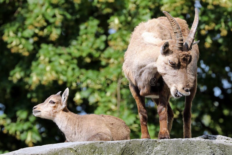 Ibex Mother and Kid stock image. Image of east, mother, baby - 89013