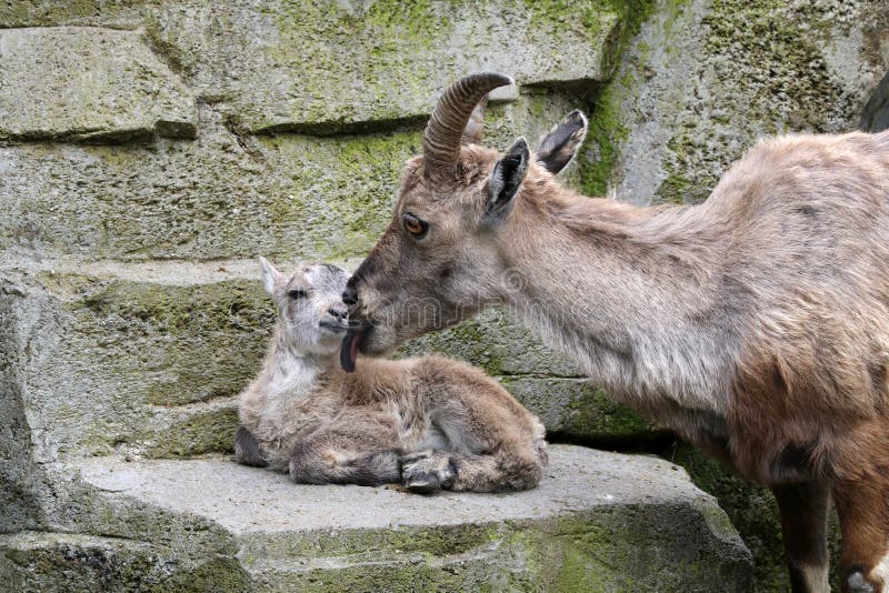 Ibex Mother and Kid stock image. Image of east, mother, baby - 89013