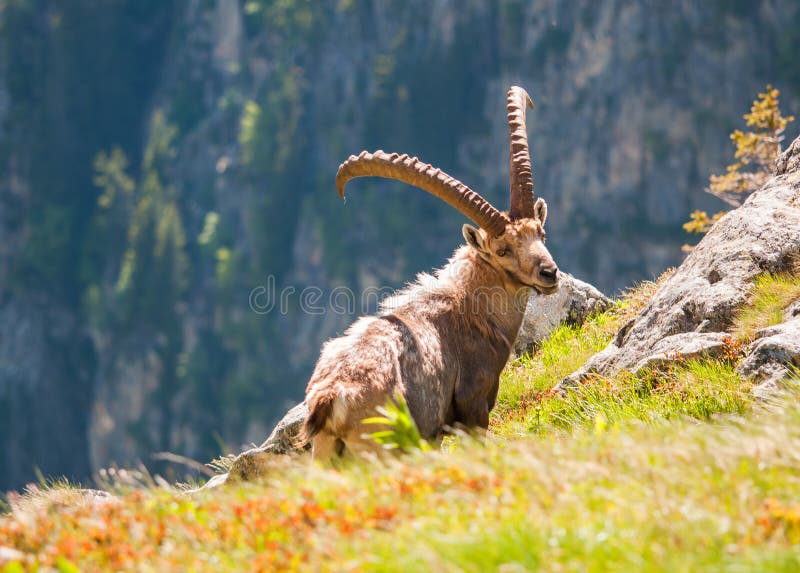 Alpine Ibex on Mountainside Cliff Stock Image - Image of climber ...