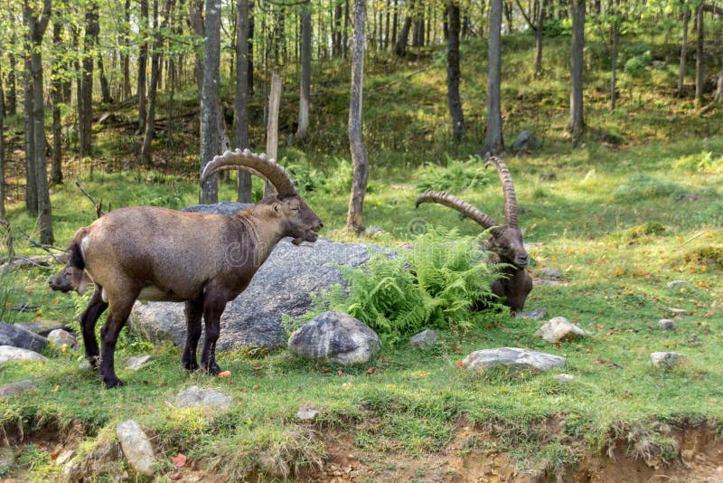 Alpine Ibex in Parc Omega Canada Stock Photo - Image of track, male ...