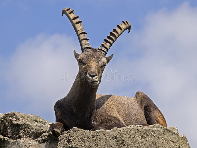 Alpine Ibex stock image. Image of background, ibex, face - 57116827