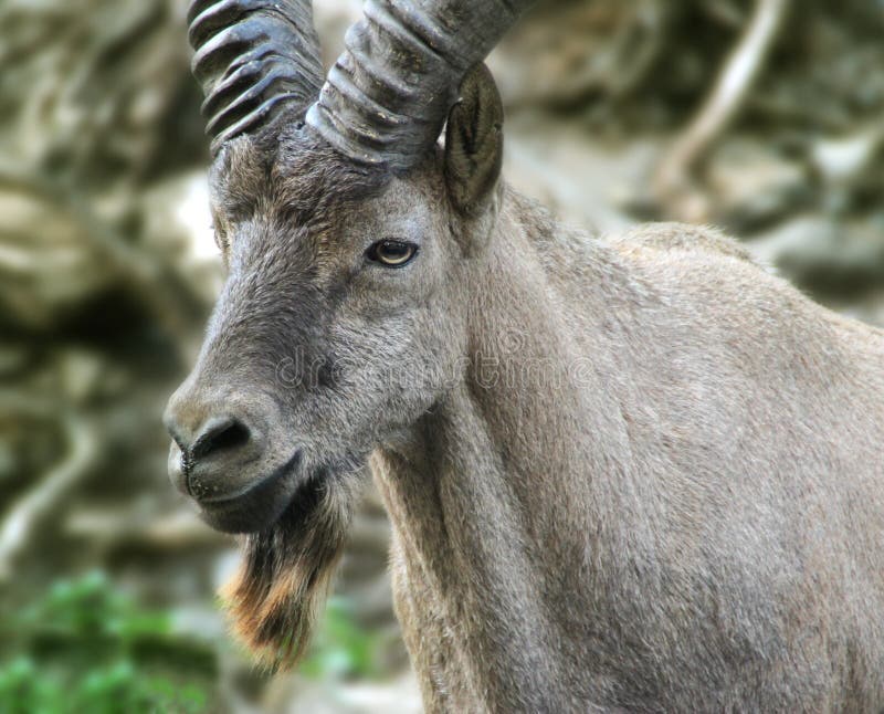 Alpine ibex on rock stock photo. Image of buck, moose - 154867294