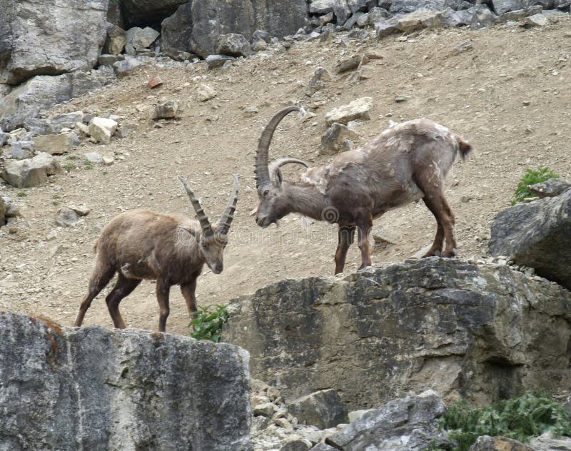 Alpine Ibex on Rock Formation Stock Photo - Image of clambering, animal ...