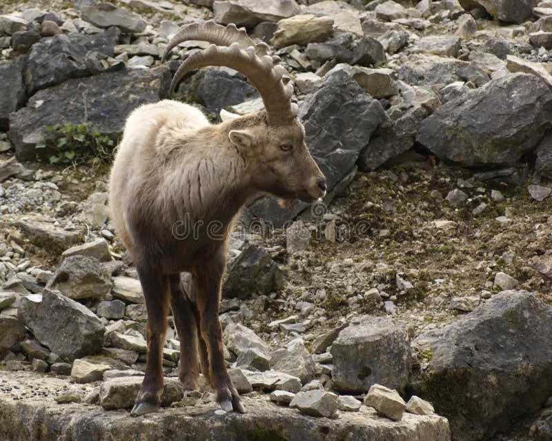 Alpine Ibex in stony back stock image. Image of landscape - 30007239