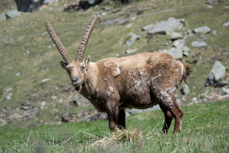 Alpine Ibex stock photo. Image of power, mountain, spring - 94795322