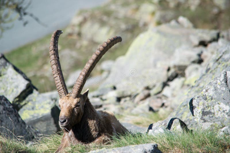 Alpine Ibex stock photo. Image of salt, alpine, grass - 94795498