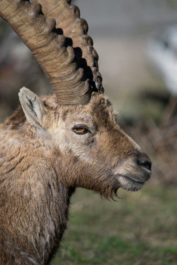 Alpine Ibex Climbing