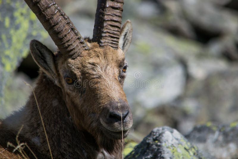 Alpine Ibex stock image. Image of strong, portrait, horn - 94795767