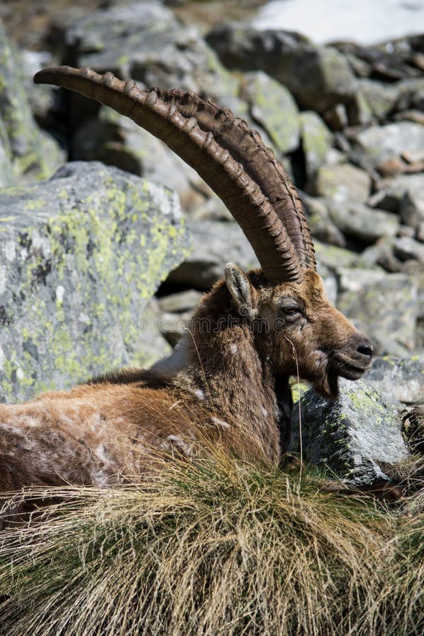 Alpine Ibex stock photo. Image of natural, strong, outdoor - 94795832