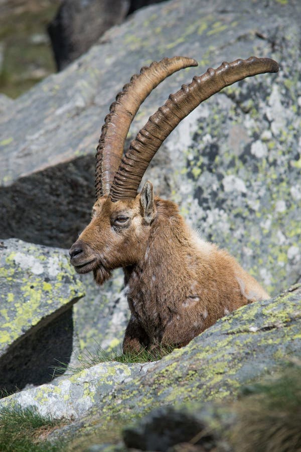 Alpine Ibex stock image. Image of face, capricorn, ibex - 94796077
