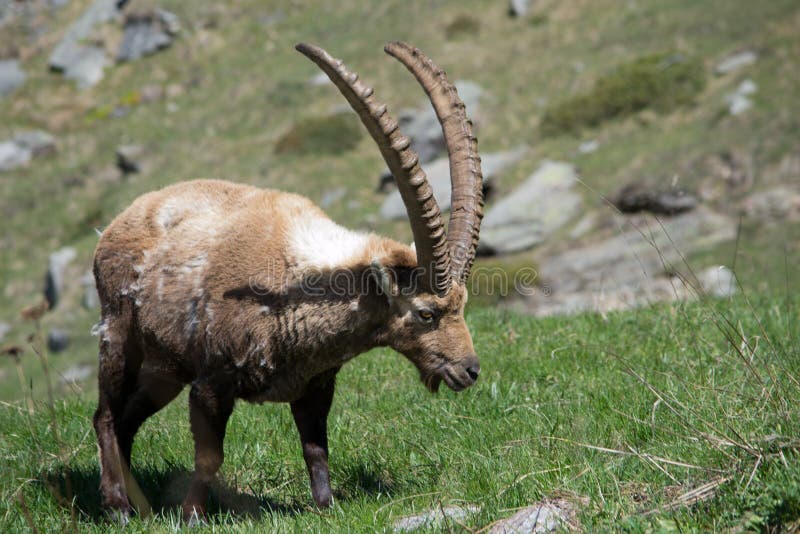 Alpine Ibex stock image. Image of portrait, country, altitude - 94796293