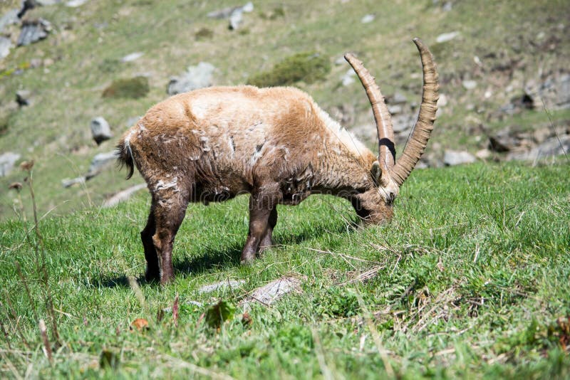 Alpine Ibex stock image. Image of power, hunt, landscape - 94796373